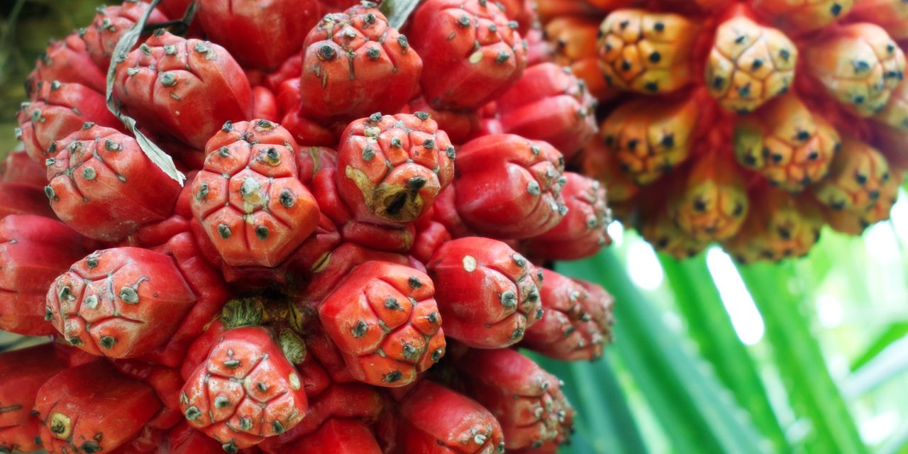 Fruits et légumes en H - Un Matin au Jardin